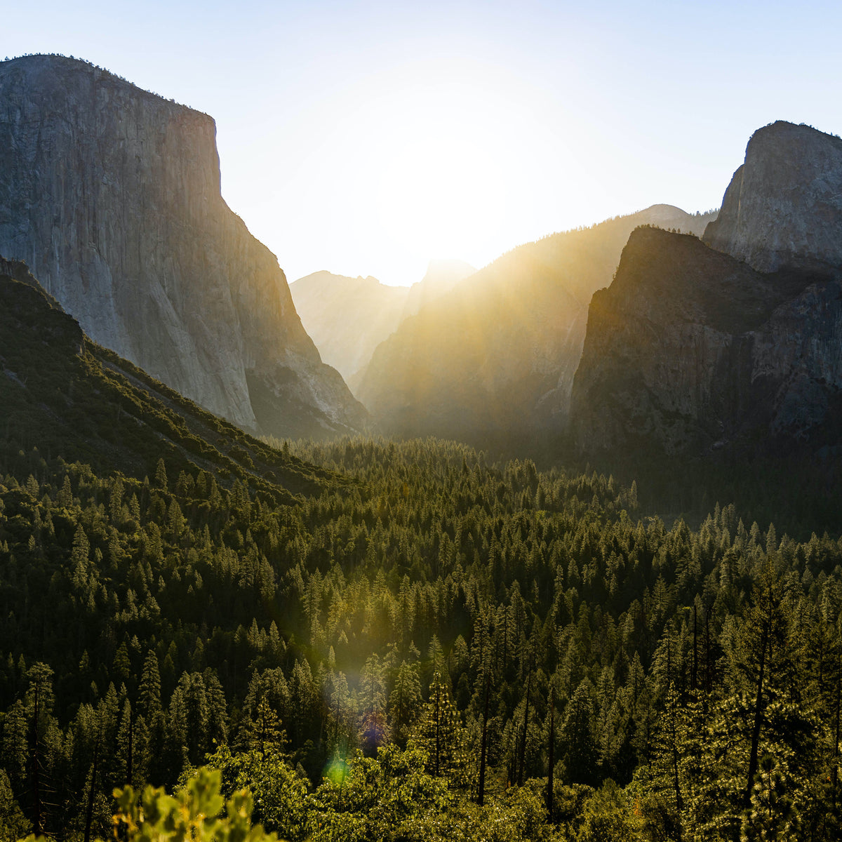 Nature's Heroes: How National Parks Rock at Saving Wildlife – Free Country